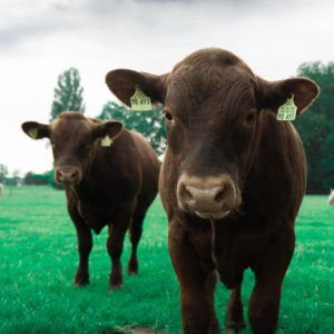 Home - Foxburrow Farm Regenerative Agriculture in Norfolk UK