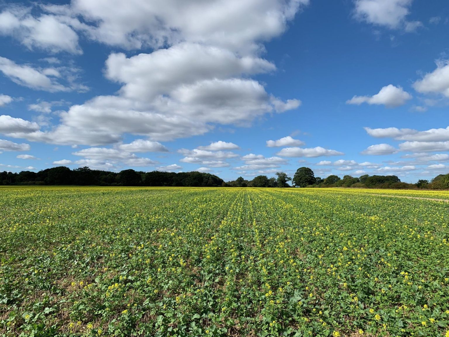 Regenerative Agriculture - Foxburrow Farm Regenerative farming
