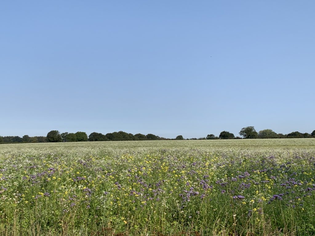 Home - Foxburrow Farm Regenerative Agriculture in Norfolk UK