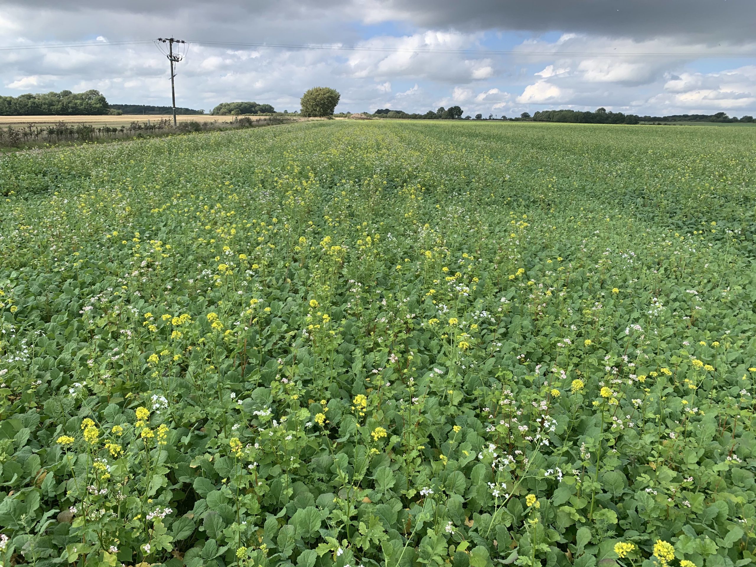 Home - Foxburrow Farm Regenerative Agriculture in Norfolk UK